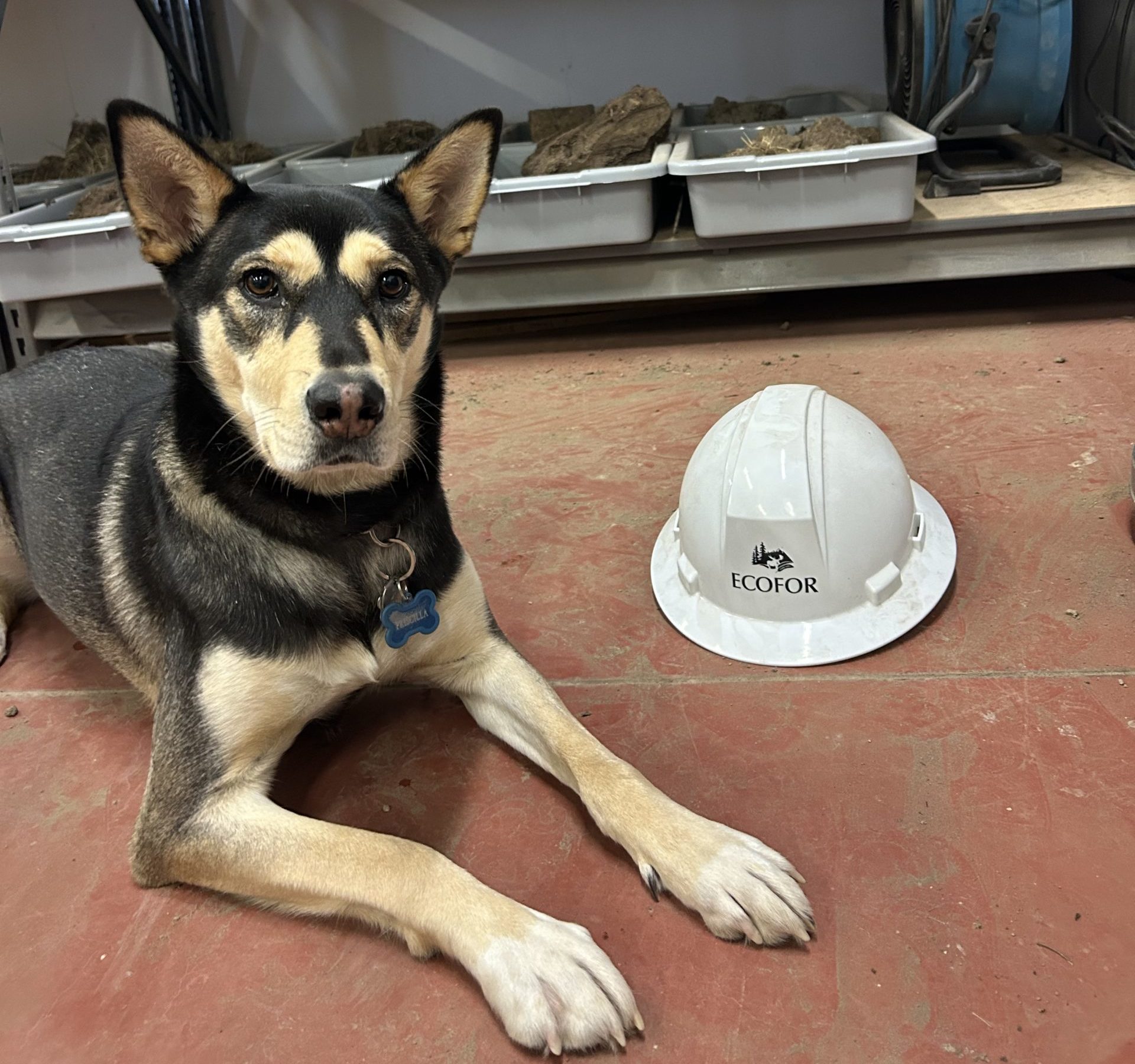 Priscilla - Ecofor Consulting Ltd - Natural & Environmental Resource ...